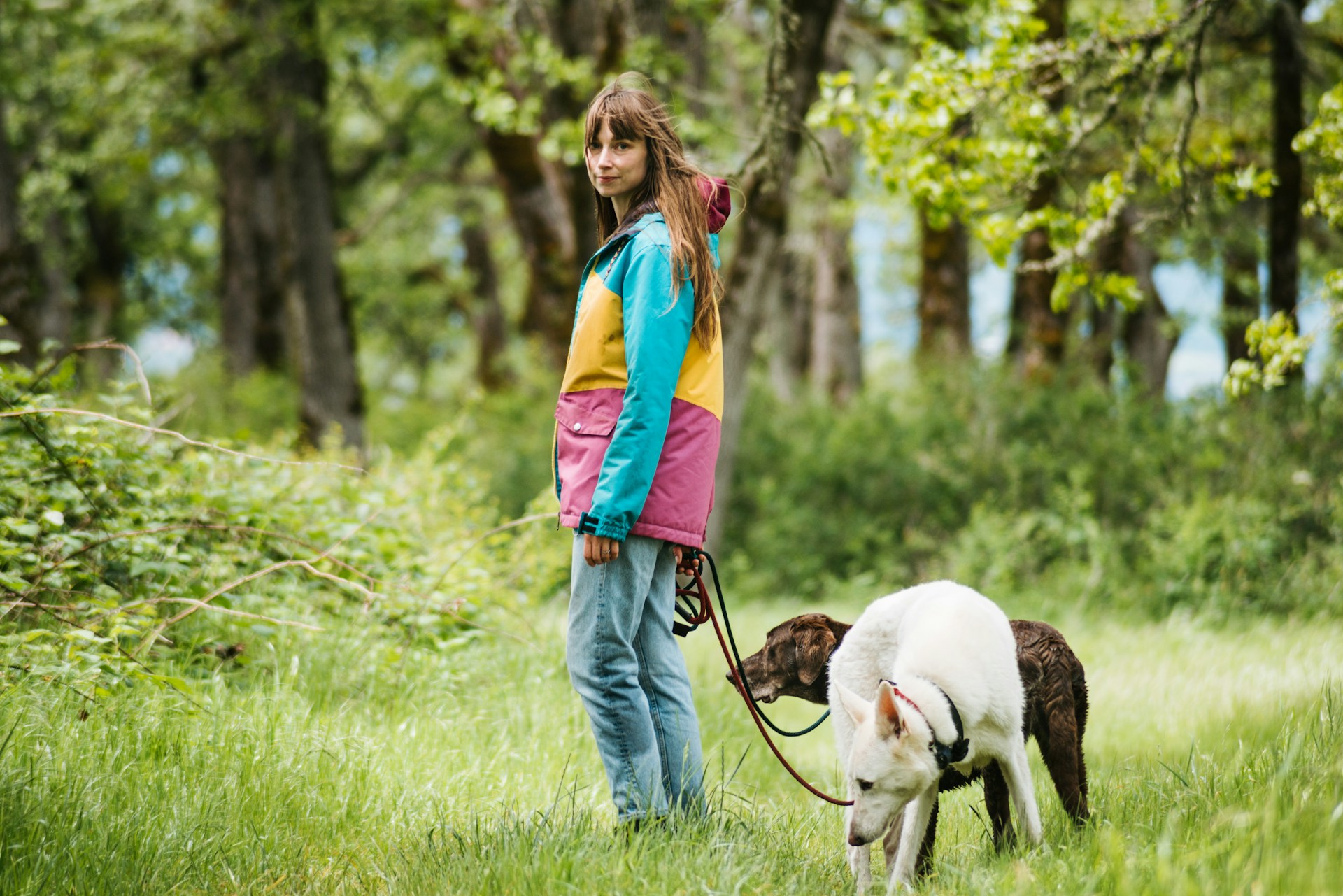 Essential Considerations for Choosing Dog Walking Insurance: Protecting ...