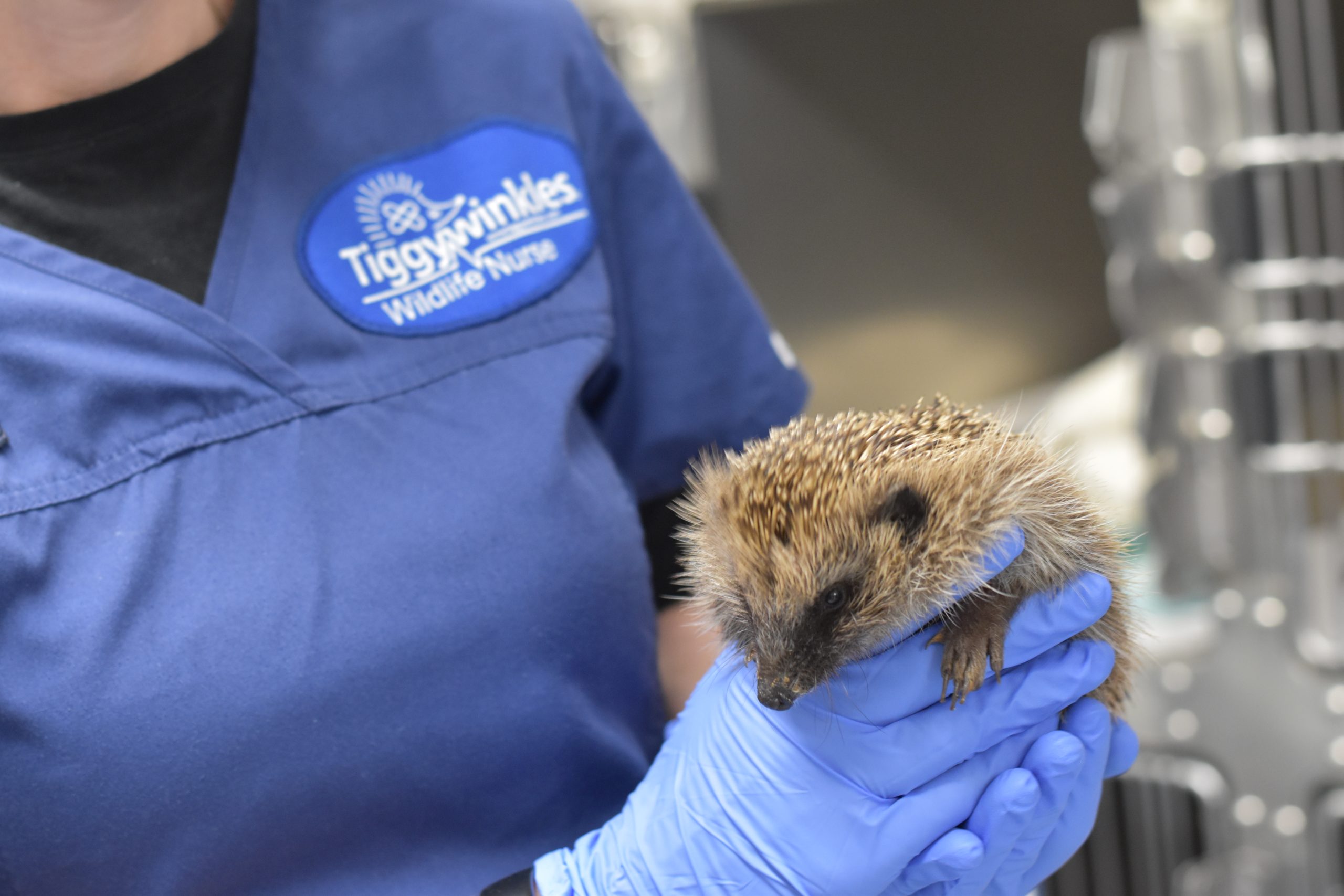 Gardeners to the rescue - how to create a heavenly haven for hedgehogs ...
